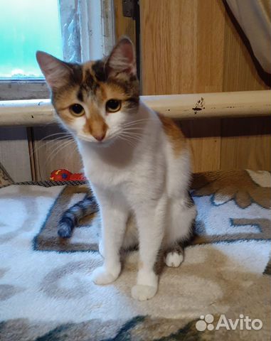 Кошечка Марта в добрые руки