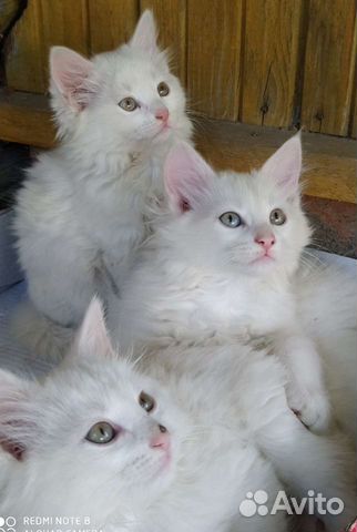 Белые котята