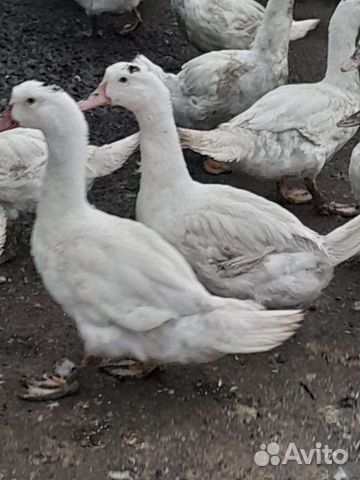 Утки муларды