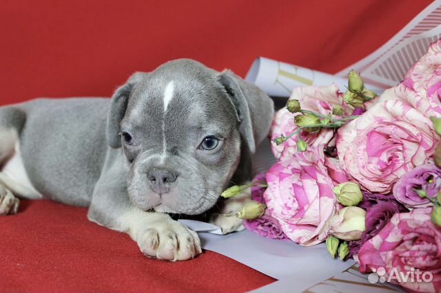 Пирожочки Изабелла,лиловый, голубой мрамор