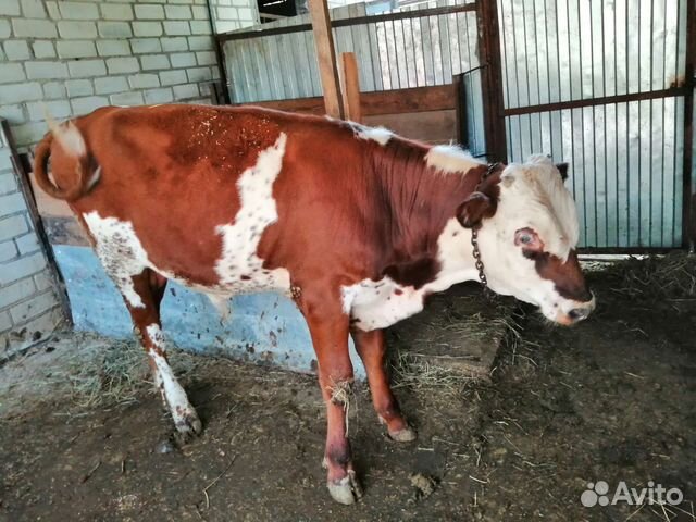 Телята бычки