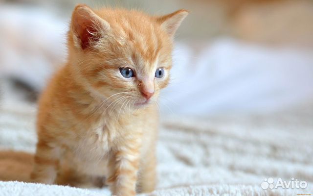 Котята в хорошие руки