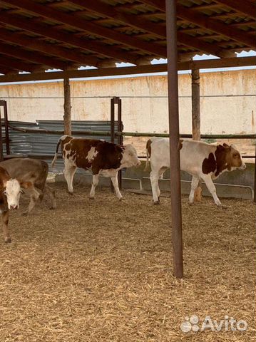 Подсосные бычки