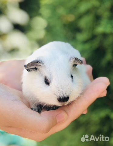 Морская свинка калифорния самка