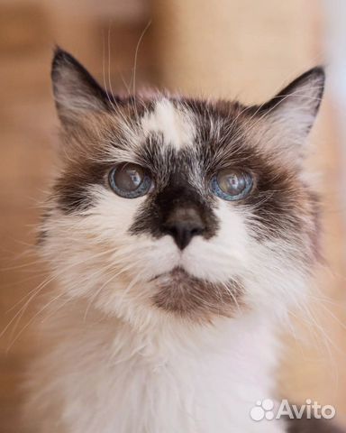 Скай ищет дом