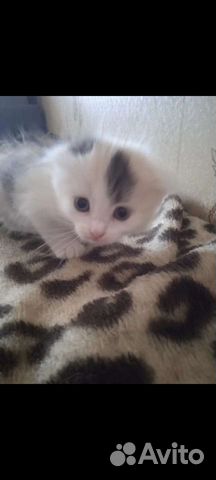 Британские вислоухие котята