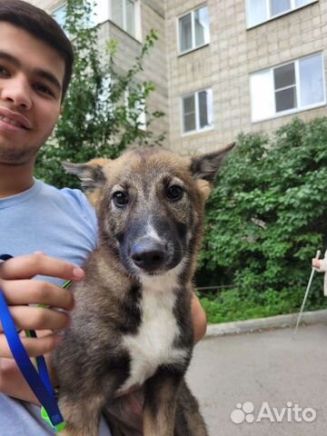 Щенок дворняги