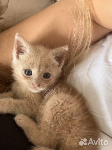 Котик ищет дом