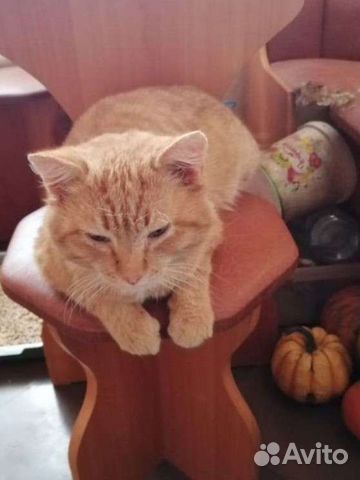 Рыжий кот в добрые руки