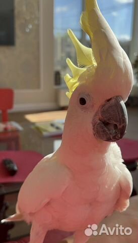 Большой желтохохлый какаду