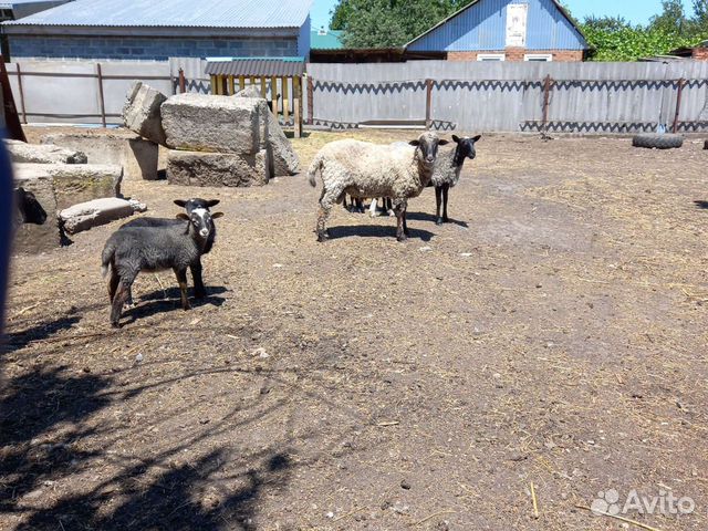 Овцы бараны ягнята