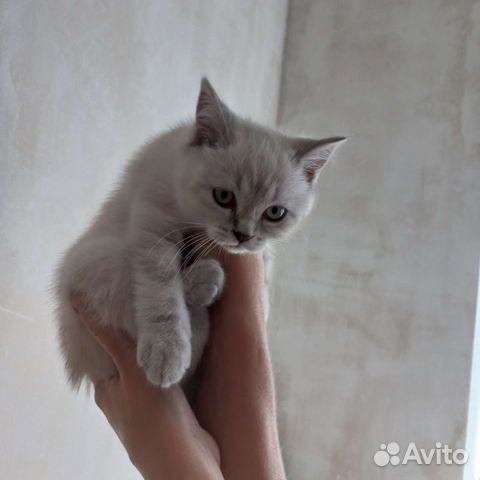 Шотландский котенок девочка