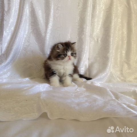 Персидский котенок