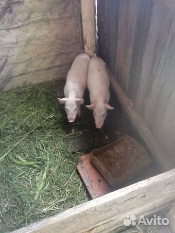Поросята 3 месяцев свинка. И. Кабанчик
