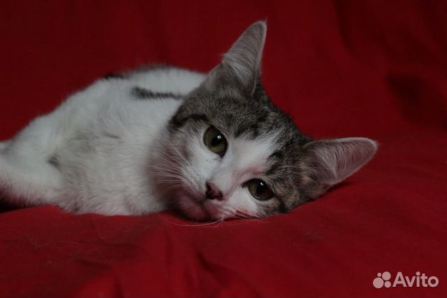 Кирюша котенок