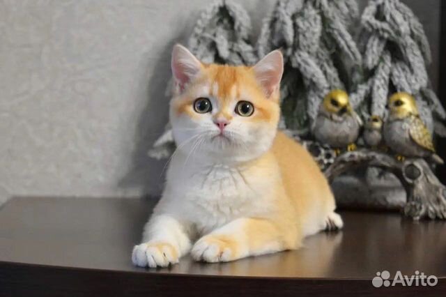 Девочка золотая шиншилла ny12