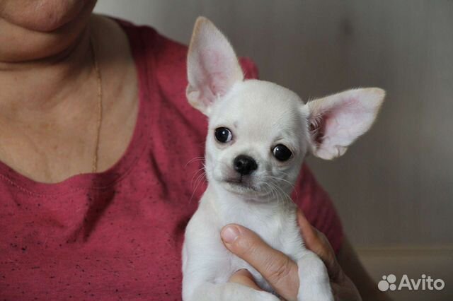 Белая девочка чихуа