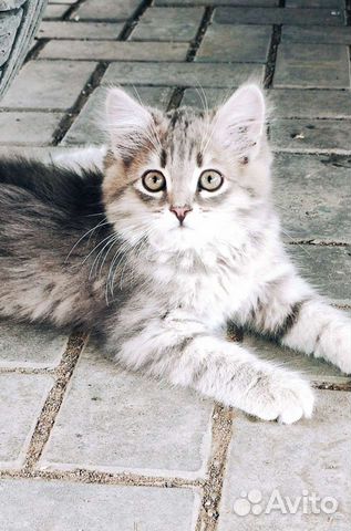 Котёнок очень красивый