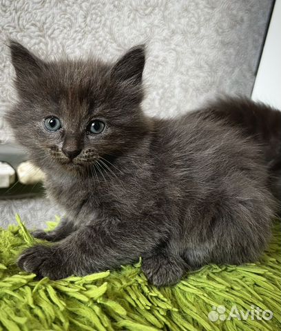 Котенок шотландский