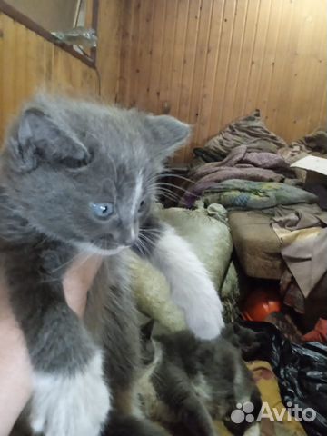 Котята в хорошие руки