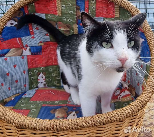 Черно белый кот в добрые руки