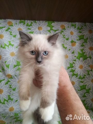 Священная бирма - котята