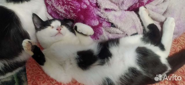 Котëнок в добрые руки