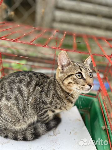 Нужна помощь котятам