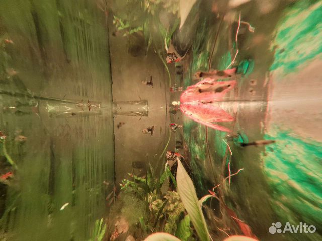 Мальки гуппи