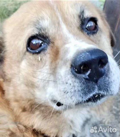 Собака дворняга Рыжик