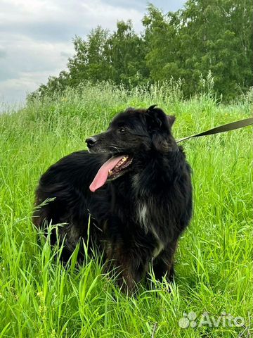 Шикарного красавца Найта надо спасать