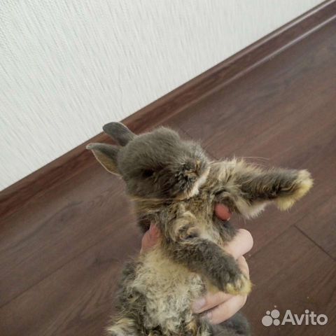 Карликовый кролик Минор