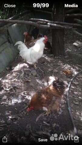 Декоративные куры