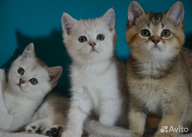 Серебро и золото