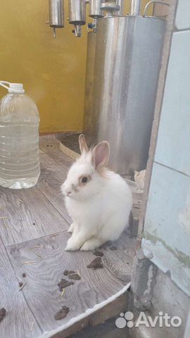 Кролик ручной декоративный