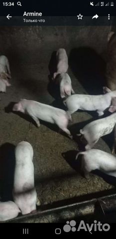 Поросята ландрас