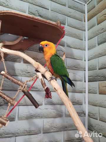 Попугай Аратинго Яндайя