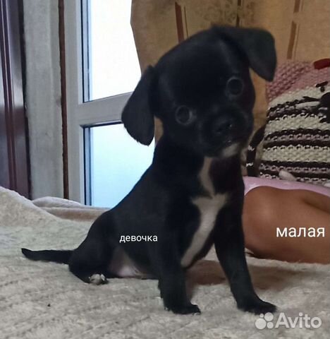 Отдаются щенки бесплатно