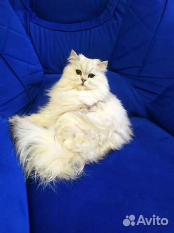 Персидская шиншилла кошечка (вязка)