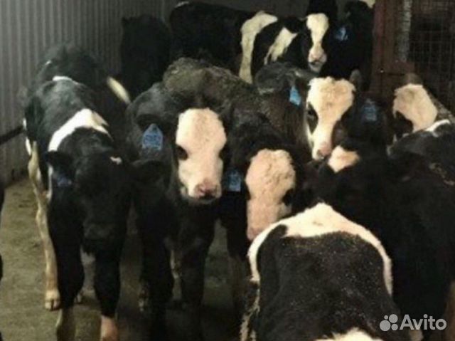 Бычки и телята