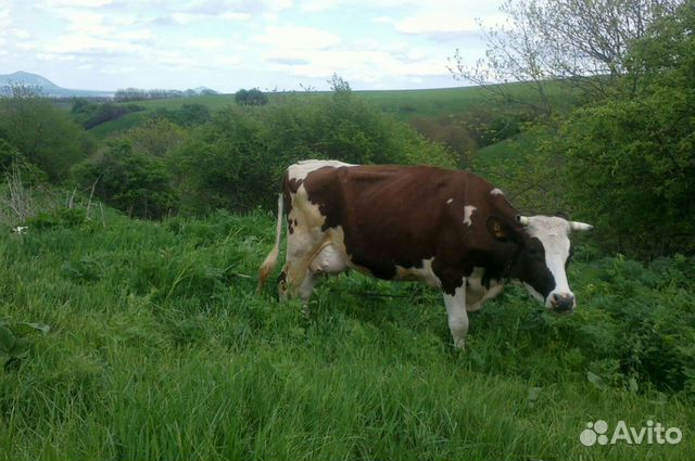 Корова высокоудойная