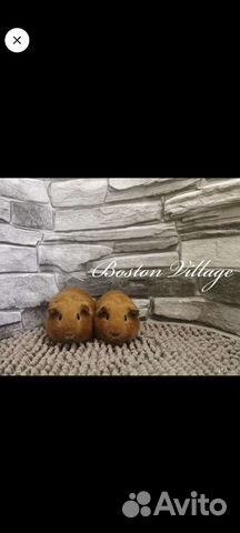 Морская свинка калифорния