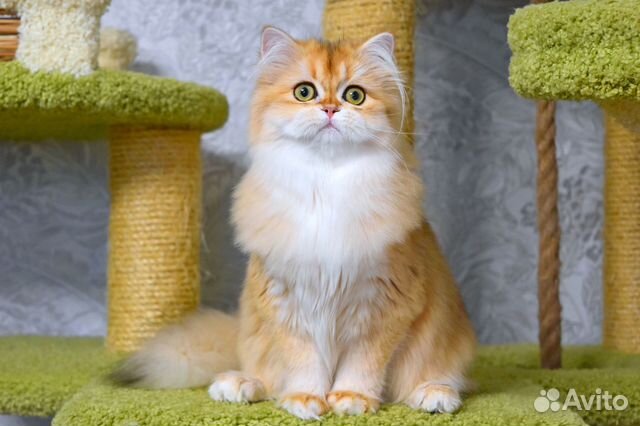 Девочка золотая шиншилла ny12