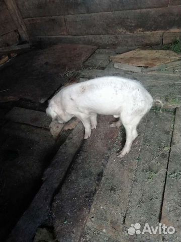 Поросята породы ландрас