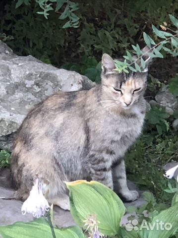 Кошка и 4 котенка