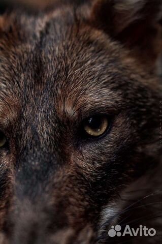 Миниатюрный волк