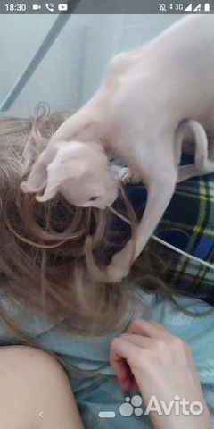 Нон двельф котята