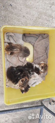 Котята в добрые руки бесплатно