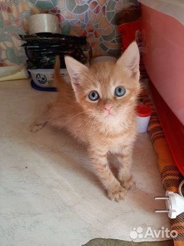 Рыжий котенок в дар