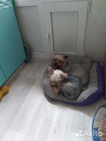 Йоркширский терьер